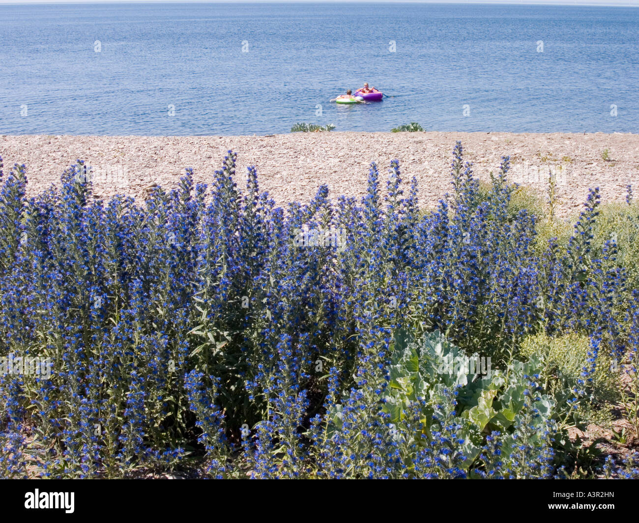 Sweden kalmar beach hi-res stock photography and images - Alamy