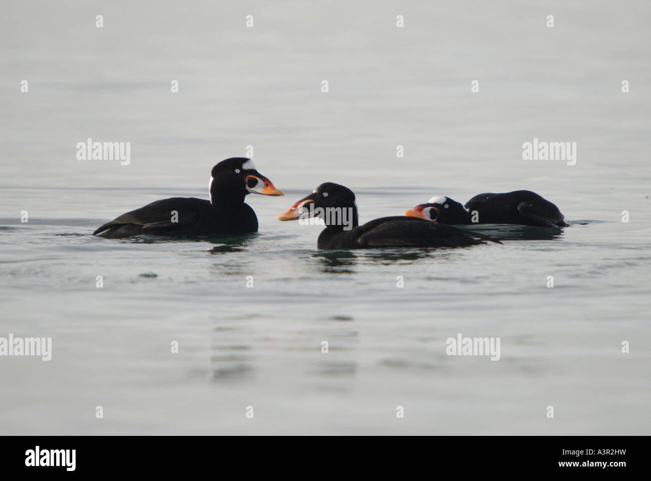 Surf scoters, Vancouver, British Columbia Stock Photo - Alamy
