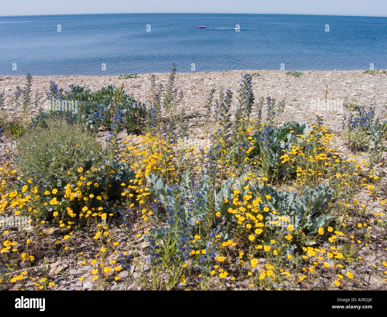 Sweden kalmar beach summer water hi-res stock photography and images ...