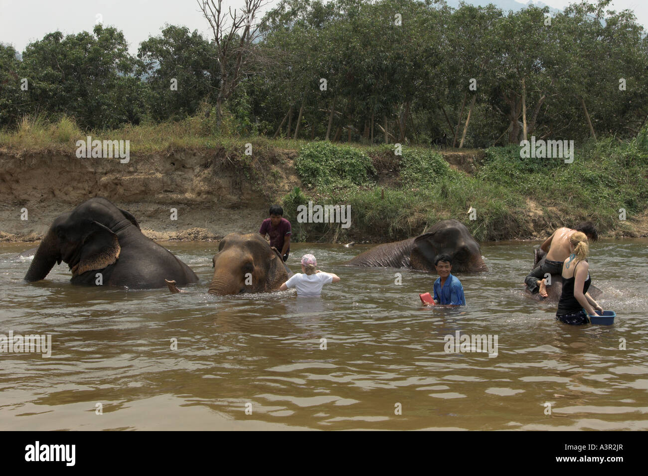 Thai elephants bathing at the elephant nature park Stock Photo - Alamy