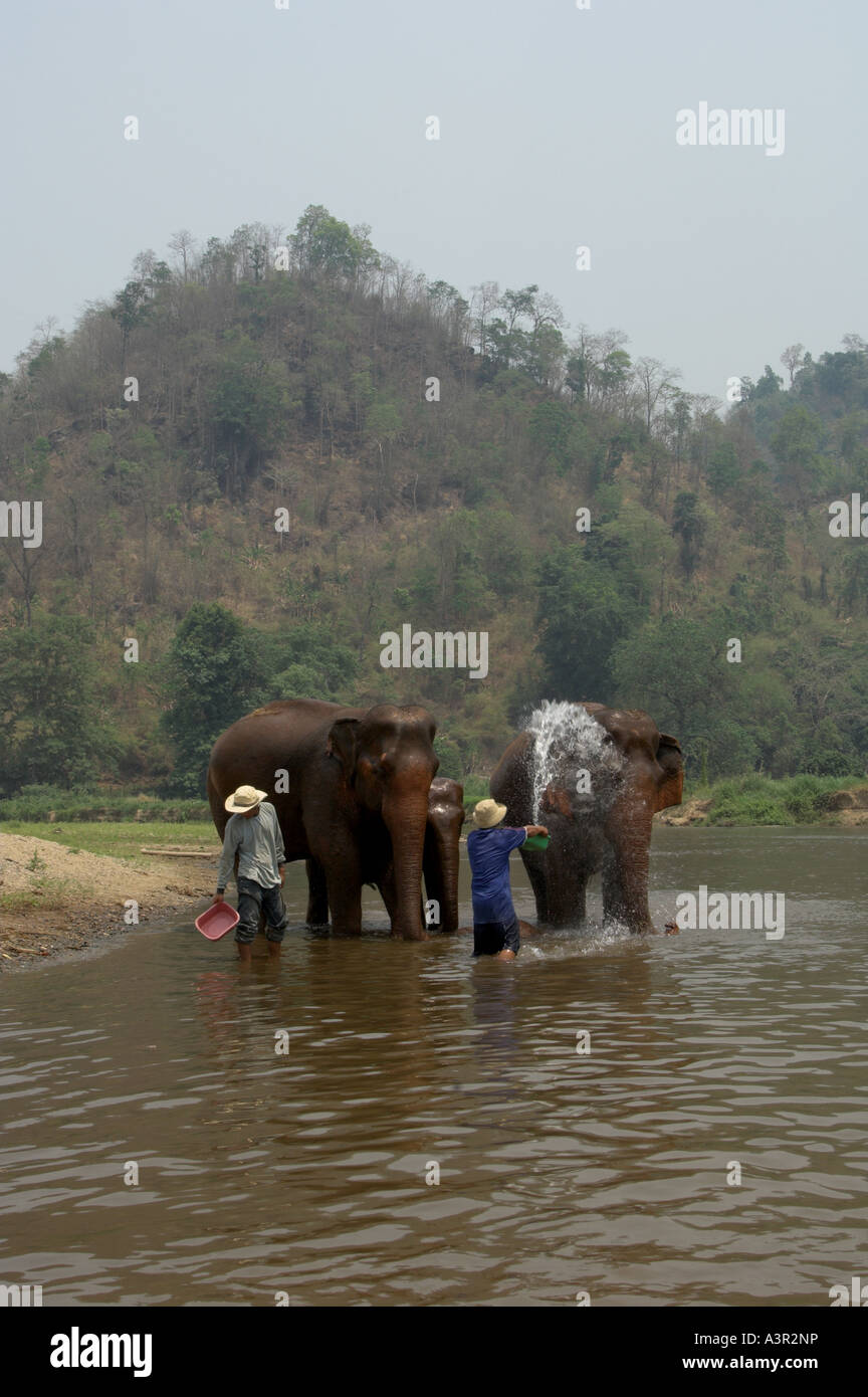 Thai elephants bathing at the elephant nature park Stock Photo - Alamy