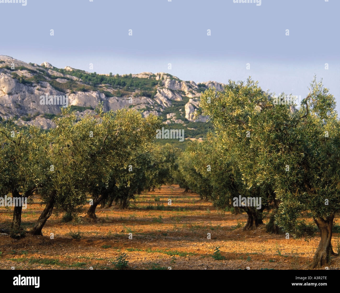 The olive trees with les alpilles hi-res stock photography and images ...