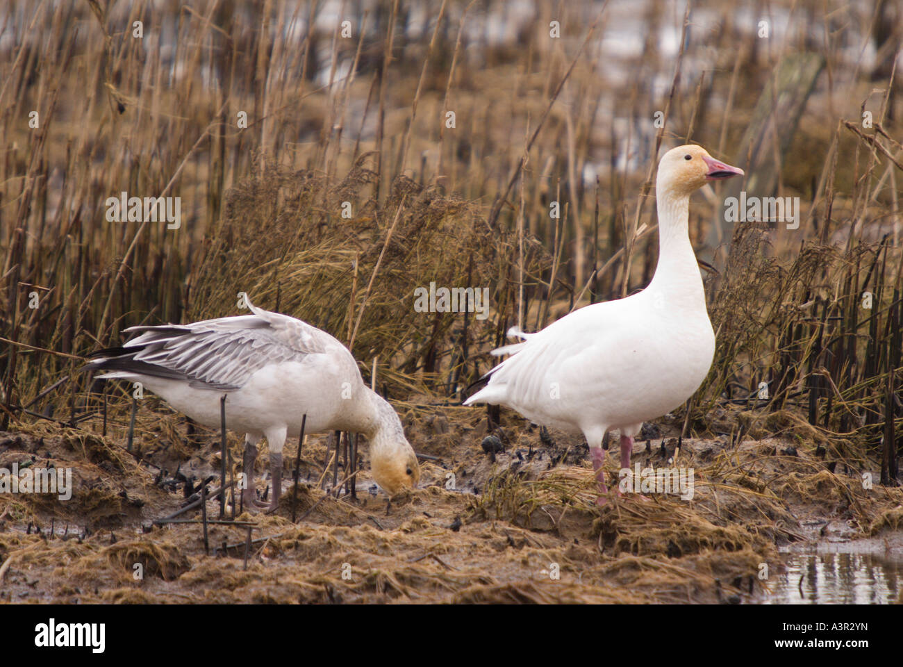 Lesser snow geese wintering on British Columbia's coast Stock Photo - Alamy