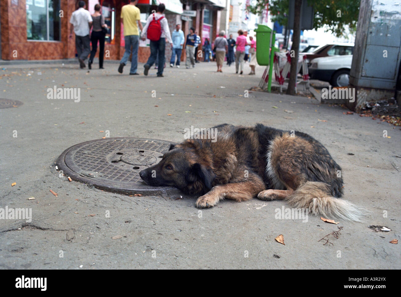 Straying dog on a sidewalk, Bucharest, Romania Stock Photo - Alamy