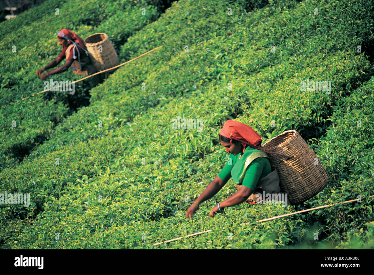 Tea pickers India Stock Photo - Alamy