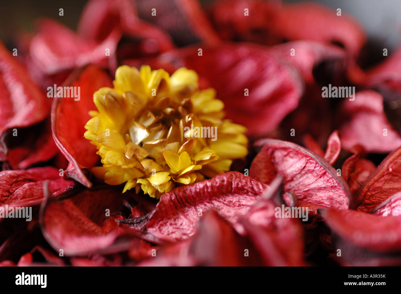 Pot dried flowers hi-res stock photography and images - Alamy