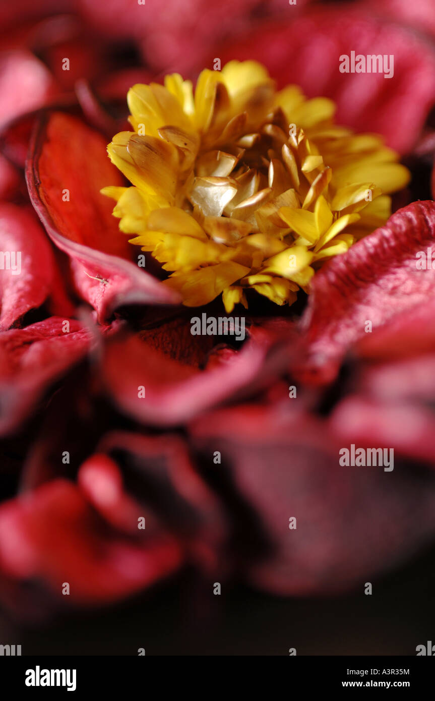 Pot dried flowers hi-res stock photography and images - Alamy