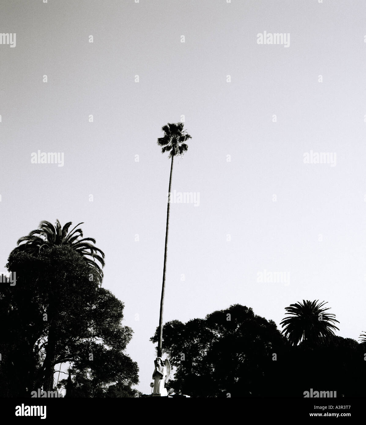 Palm tree symbolism hi-res stock photography and images - Alamy