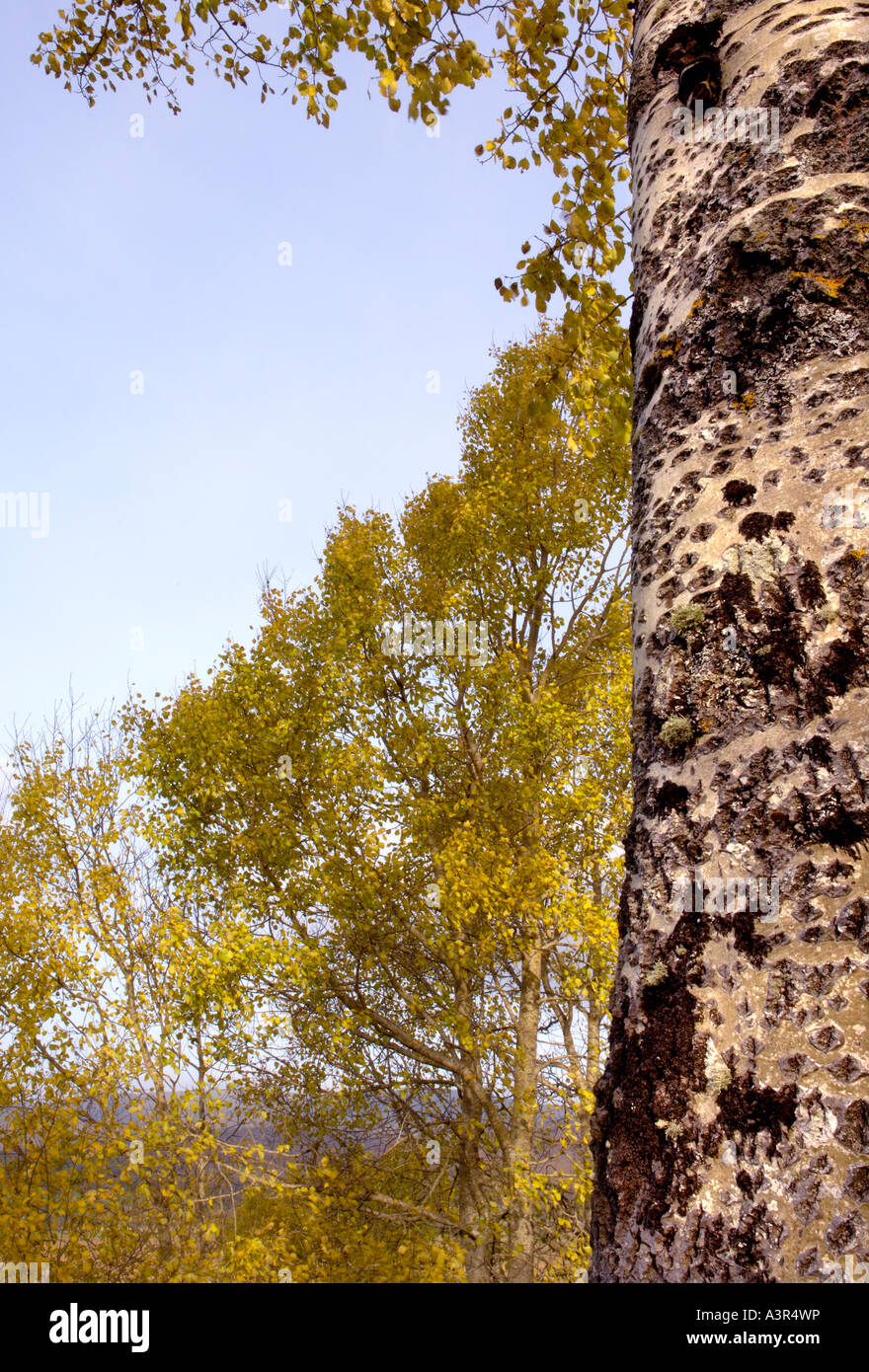 aspen populus tremula cairngorms national park highlands scotland Stock ...