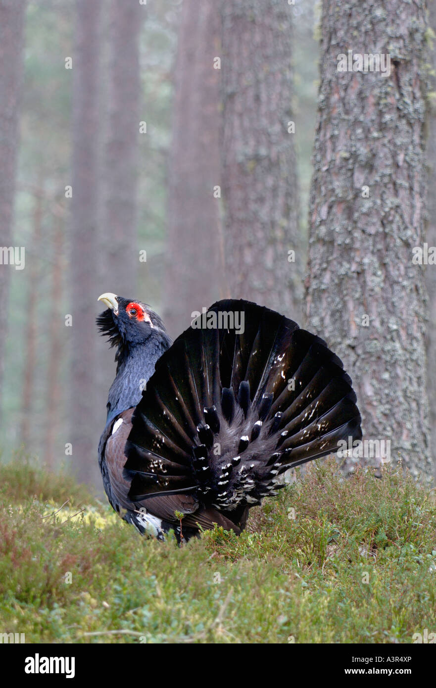 a displaying male capercaillie at lekking ground scotland in april ...