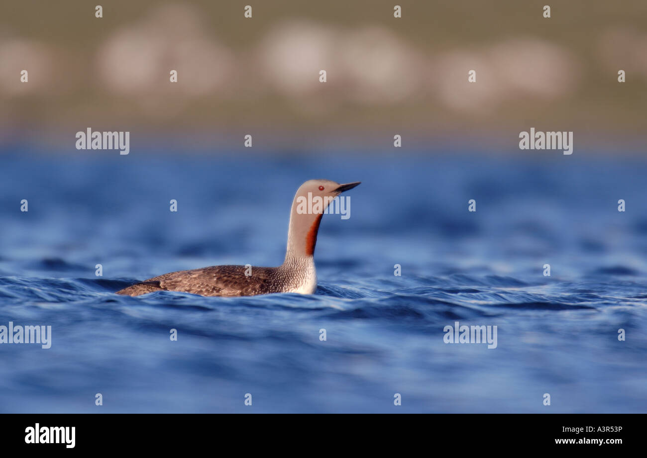 red throated diver fetlar shetland isles scotland Stock Photo - Alamy