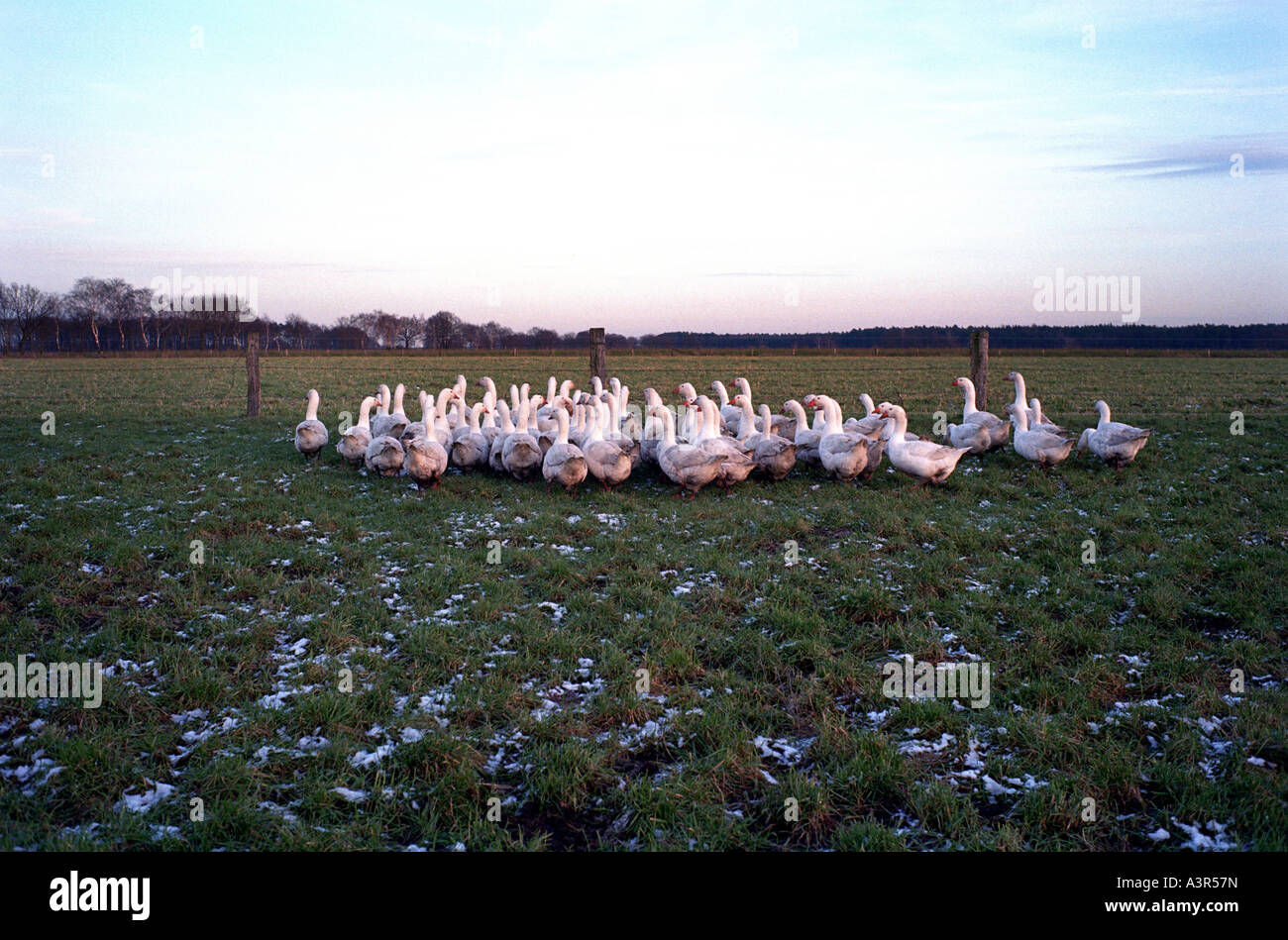 Avian influenza geese hi-res stock photography and images - Alamy