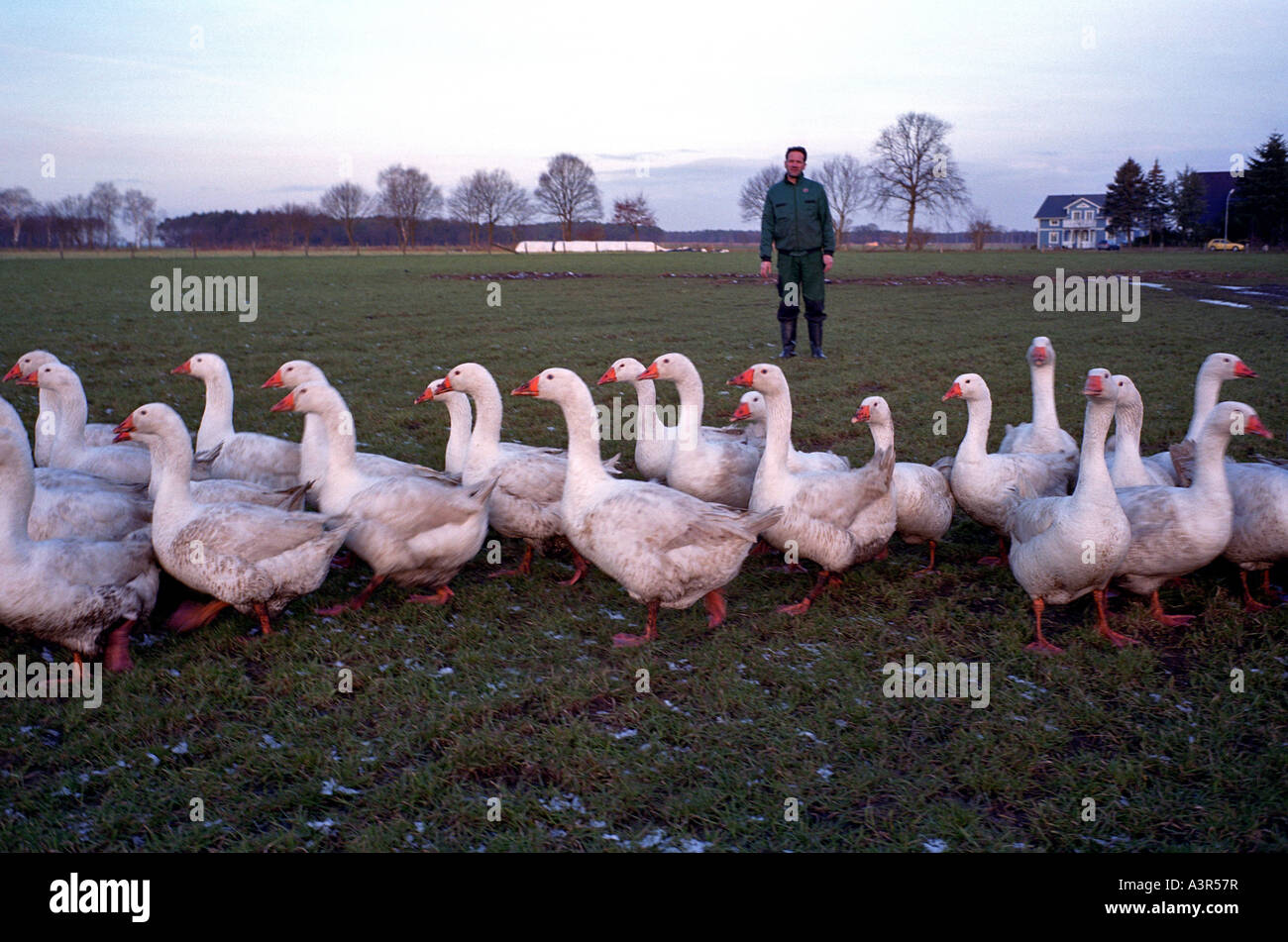 Geese on a field Stock Photo - Alamy