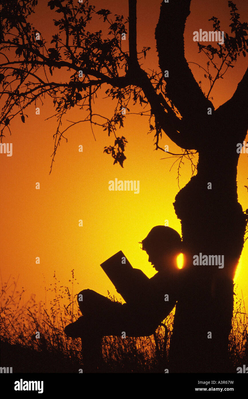 Silhouette Of Boy Reading Under Tree