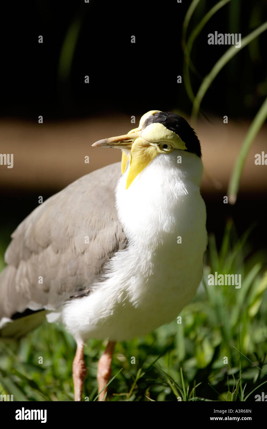 Masked Lapwing (Vanellus miles miles Stock Photo - Alamy