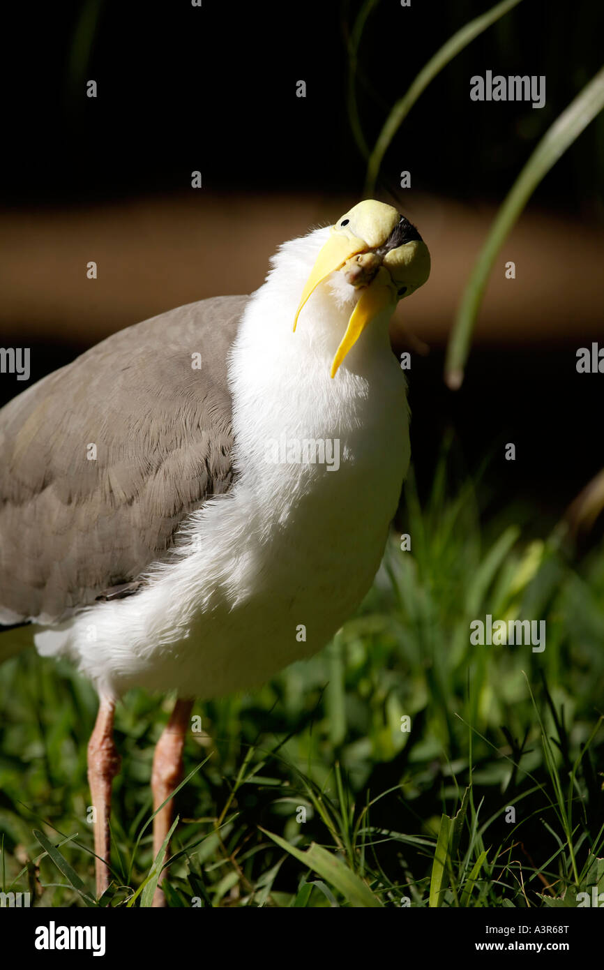 Masked Lapwing (Vanellus miles miles Stock Photo - Alamy