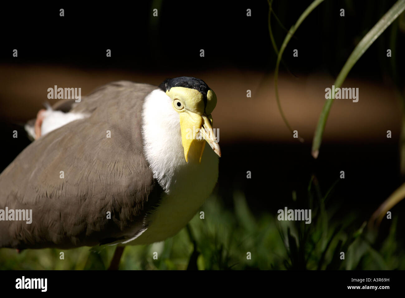 Masked Lapwing (Vanellus miles miles Stock Photo - Alamy