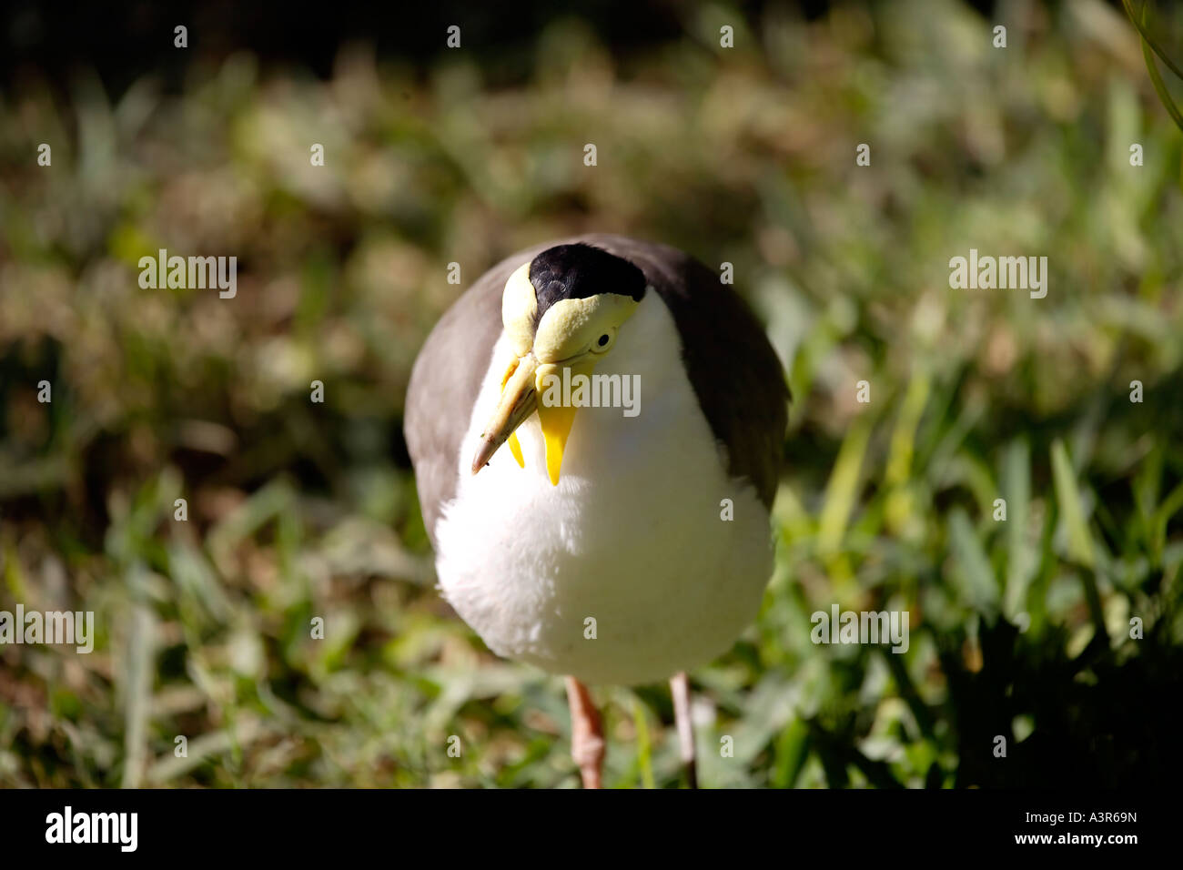 Masked Lapwing (Vanellus miles miles Stock Photo - Alamy