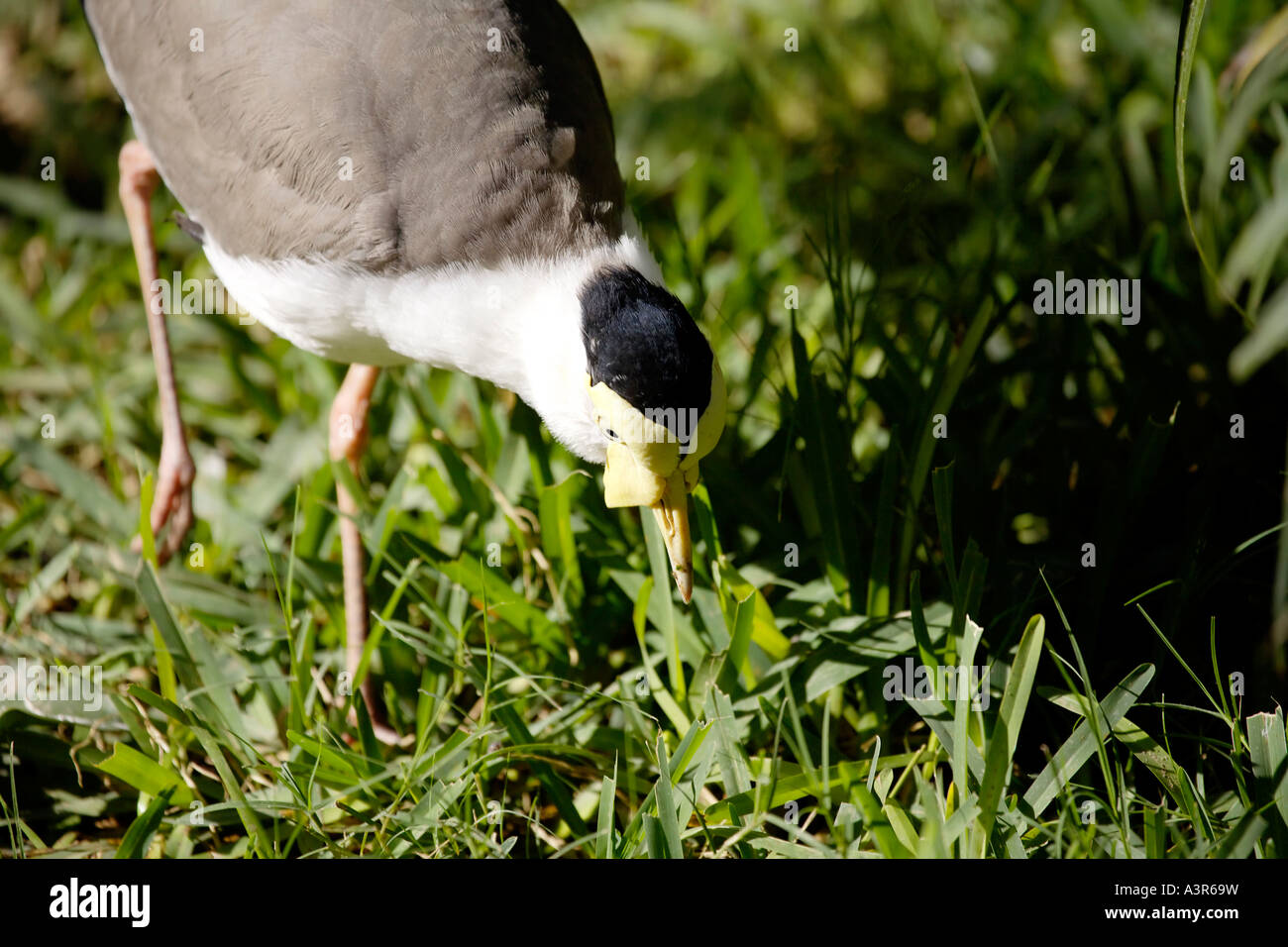 Masked Lapwing (Vanellus miles miles Stock Photo - Alamy