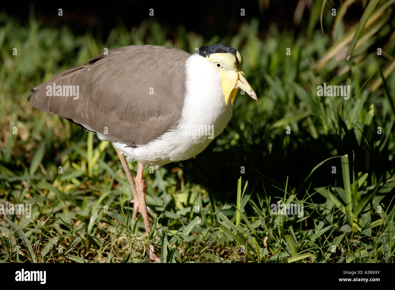 Masked Lapwing (Vanellus miles miles Stock Photo - Alamy