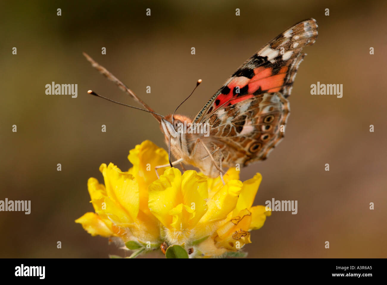 Indian red admiral butterfly hi-res stock photography and images - Alamy