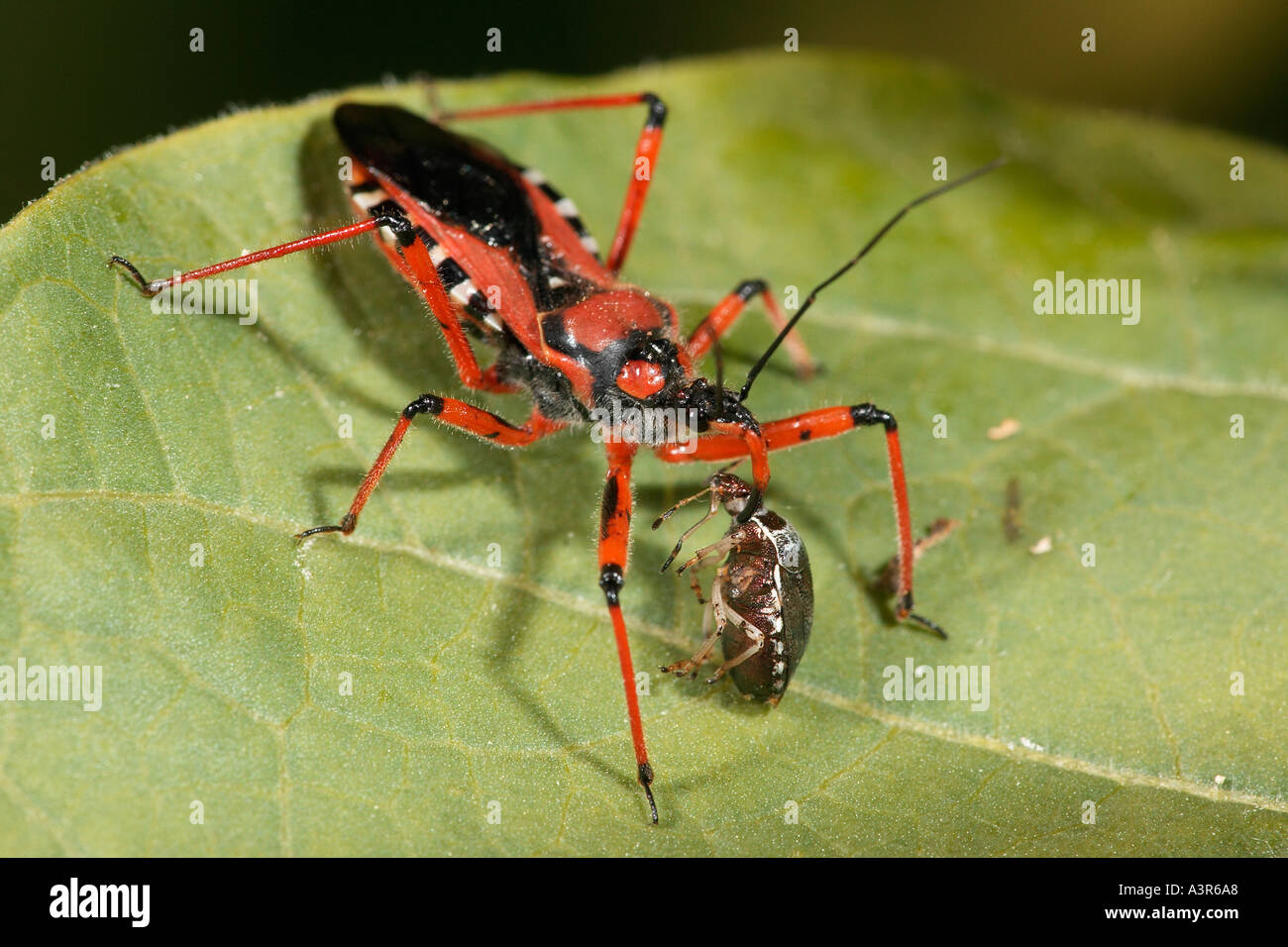 rhinocoris iracundus landbugs Stock Photo - Alamy
