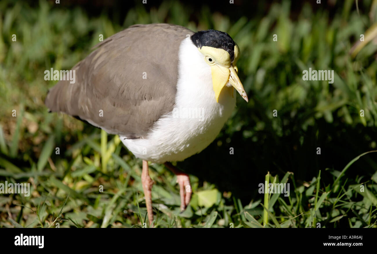 Masked Lapwing (Vanellus miles miles Stock Photo - Alamy