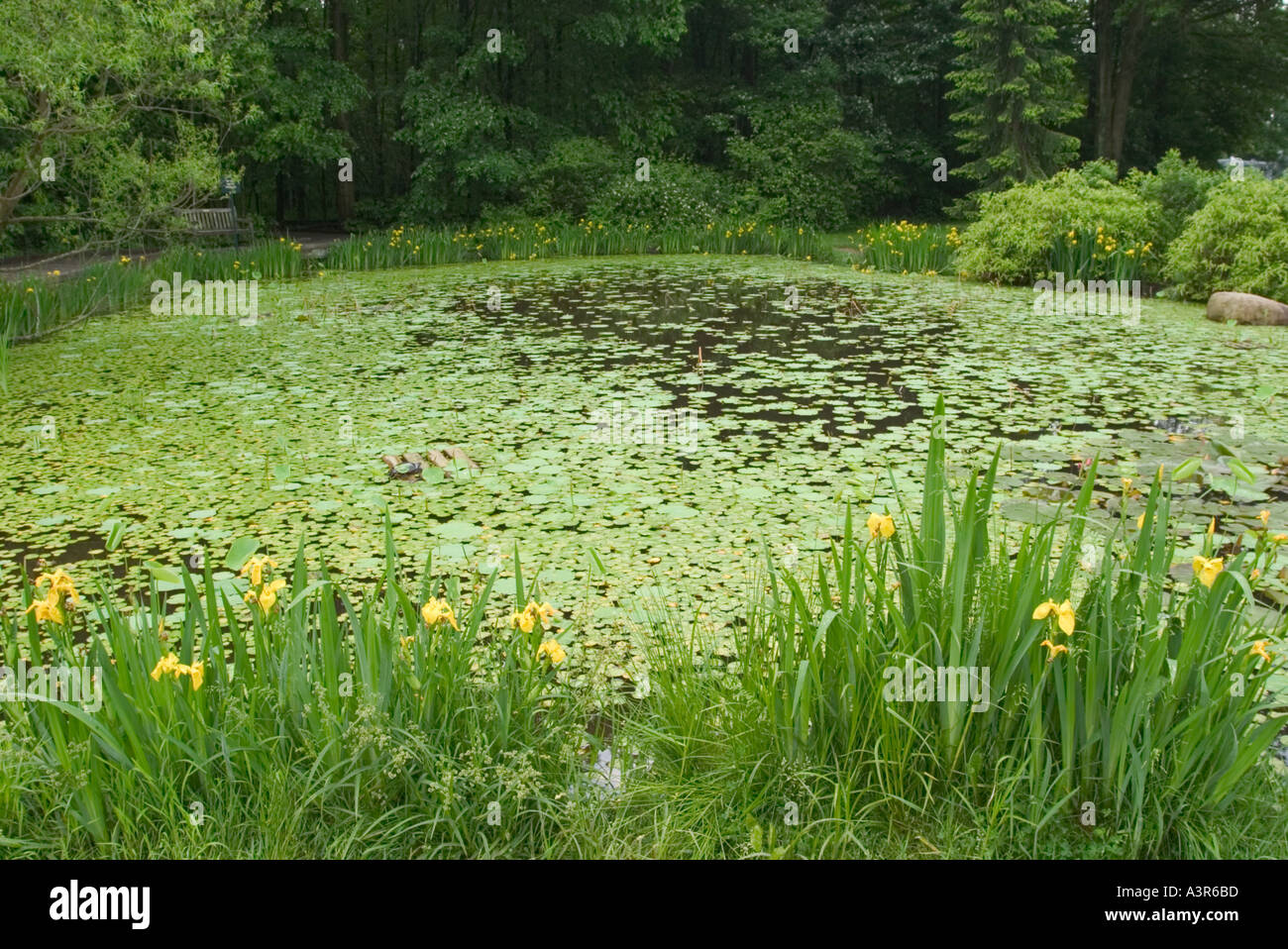 Frog Pond at Inniswood gardens Columbus Ohio Stock Photo - Alamy
