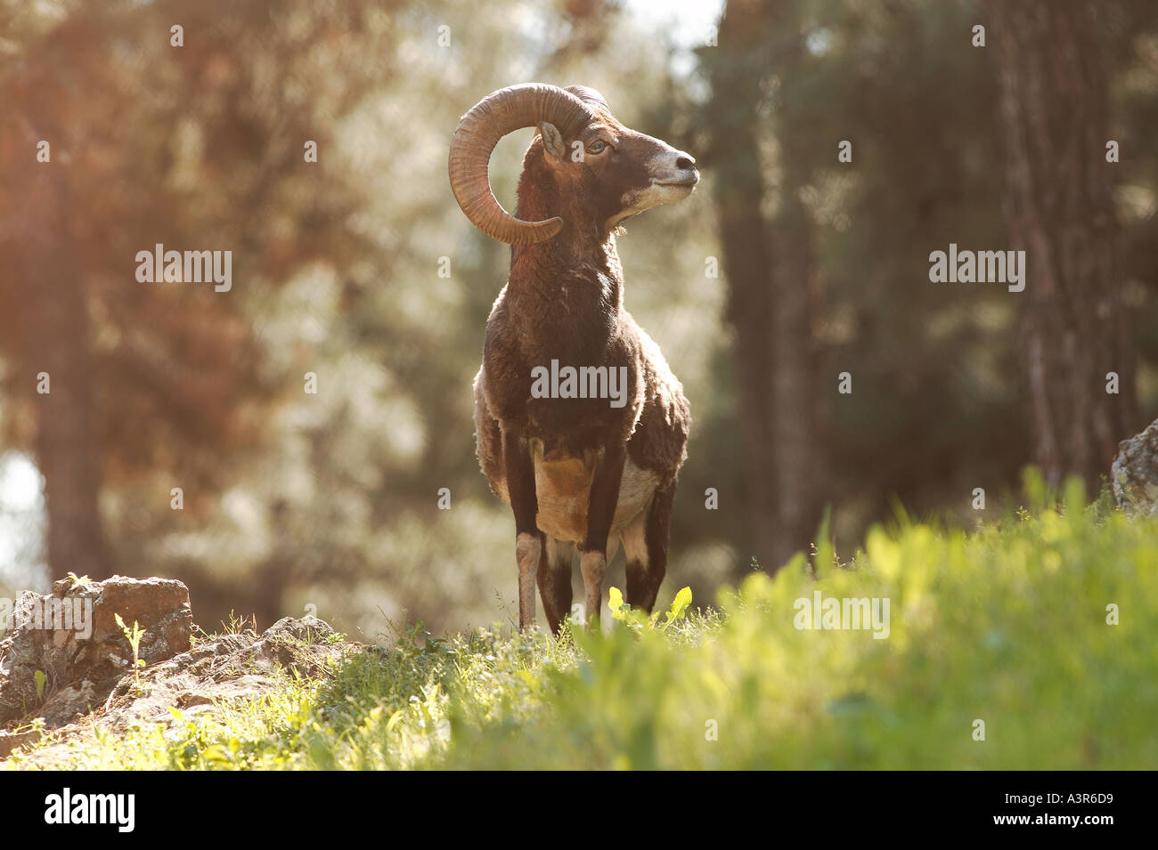 Carpa hi-res stock photography and images - Alamy