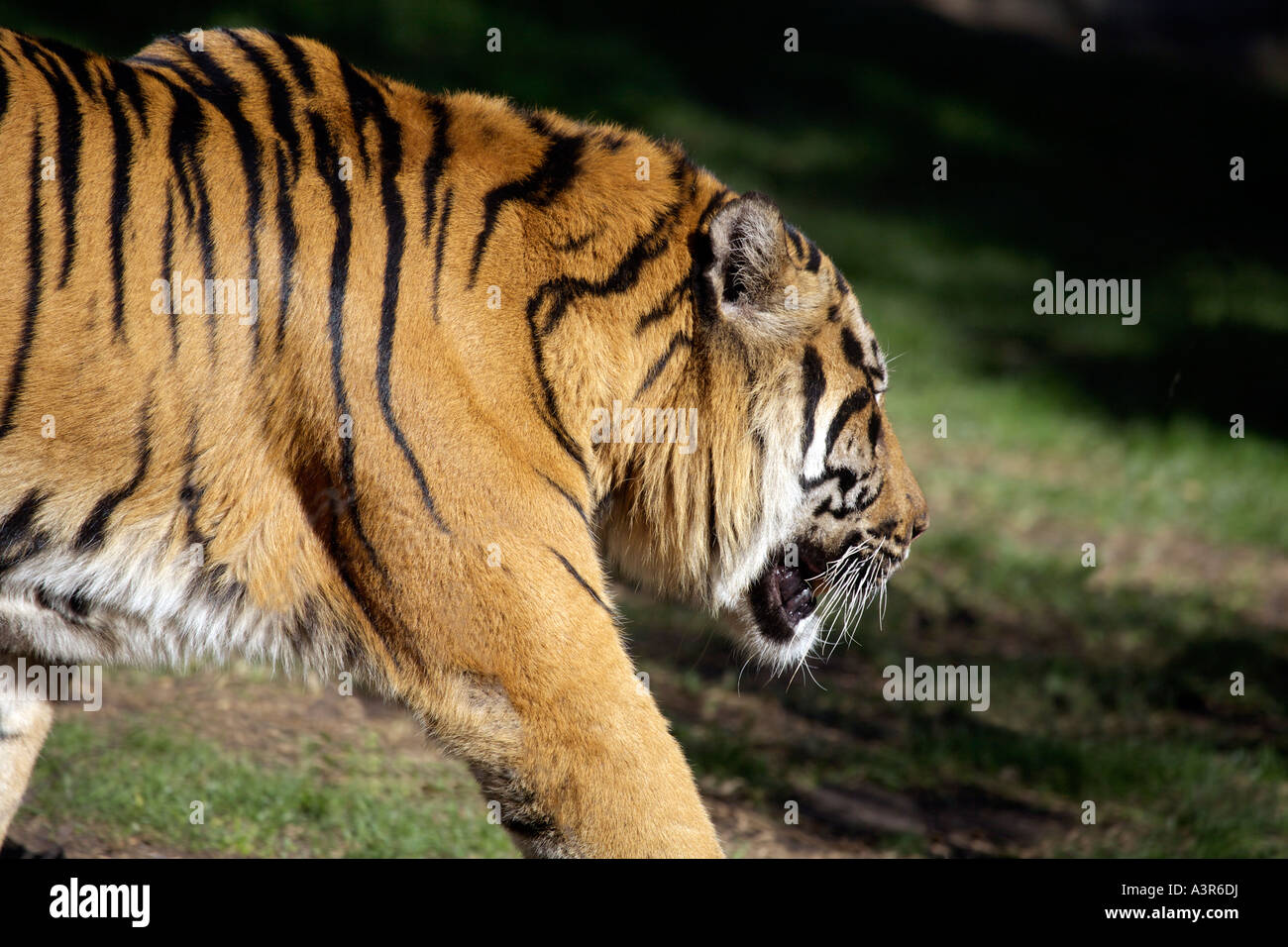Tiger cox hi-res stock photography and images - Alamy