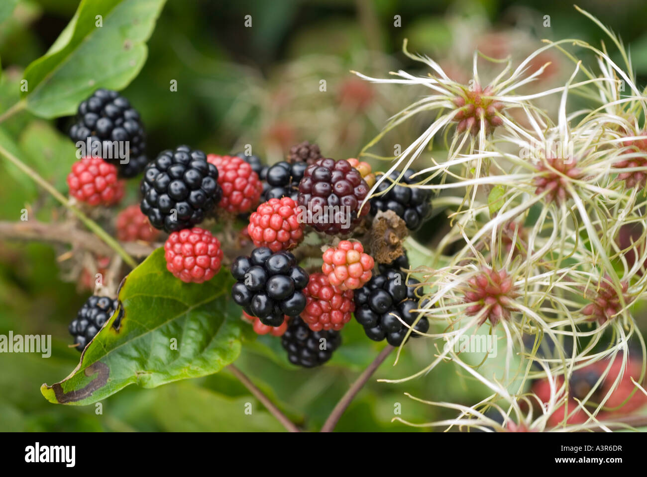 Bramble Rubus Fruiticosus agg seed heads Old man's beard Clematis ...