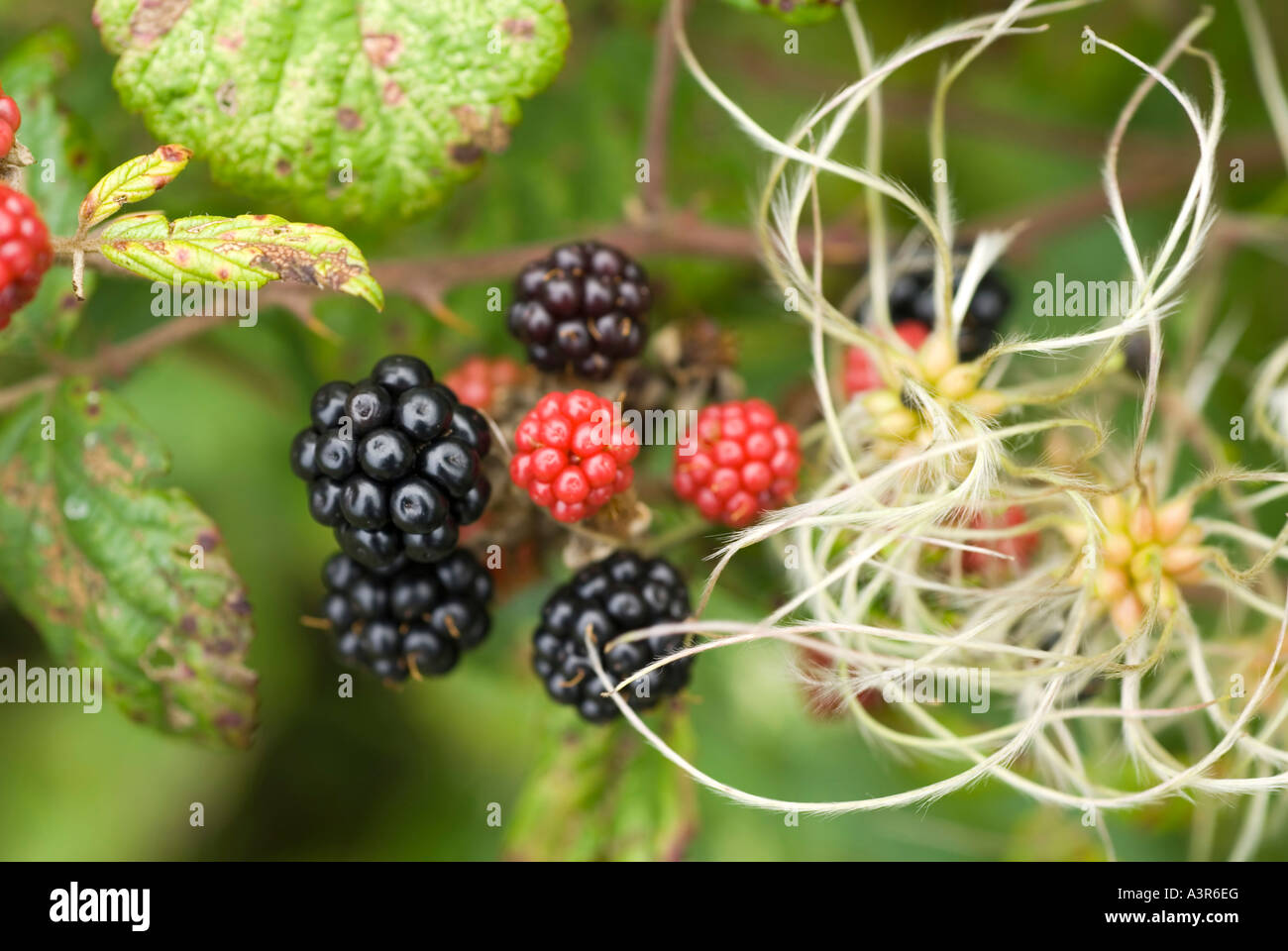 Bramble Rubus Fruiticosus seed heads Old man's beard Clematis vitalba ...