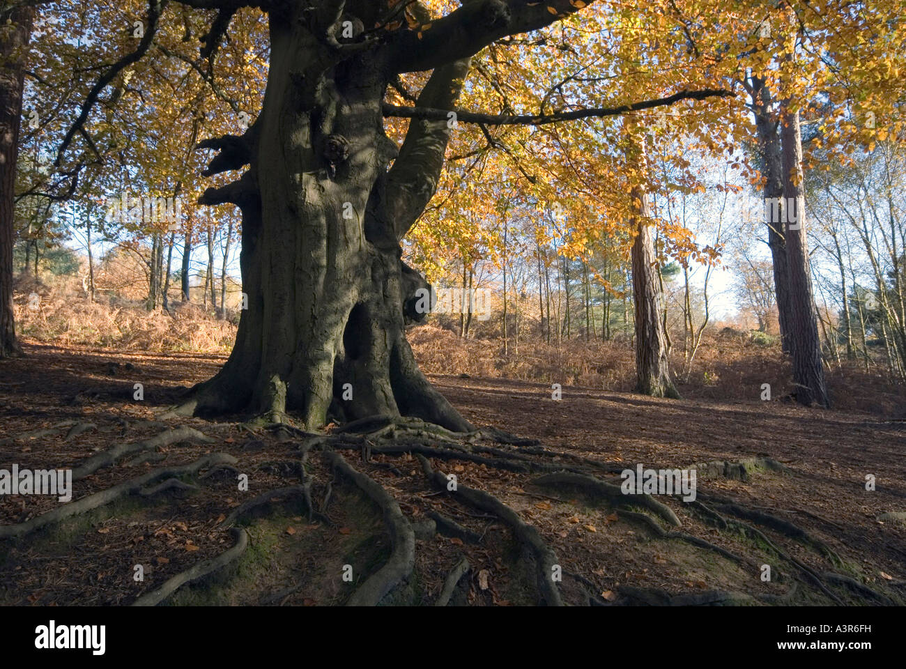 Autumn trees Buchan Country Park West Sussex British Isles UK Stock ...