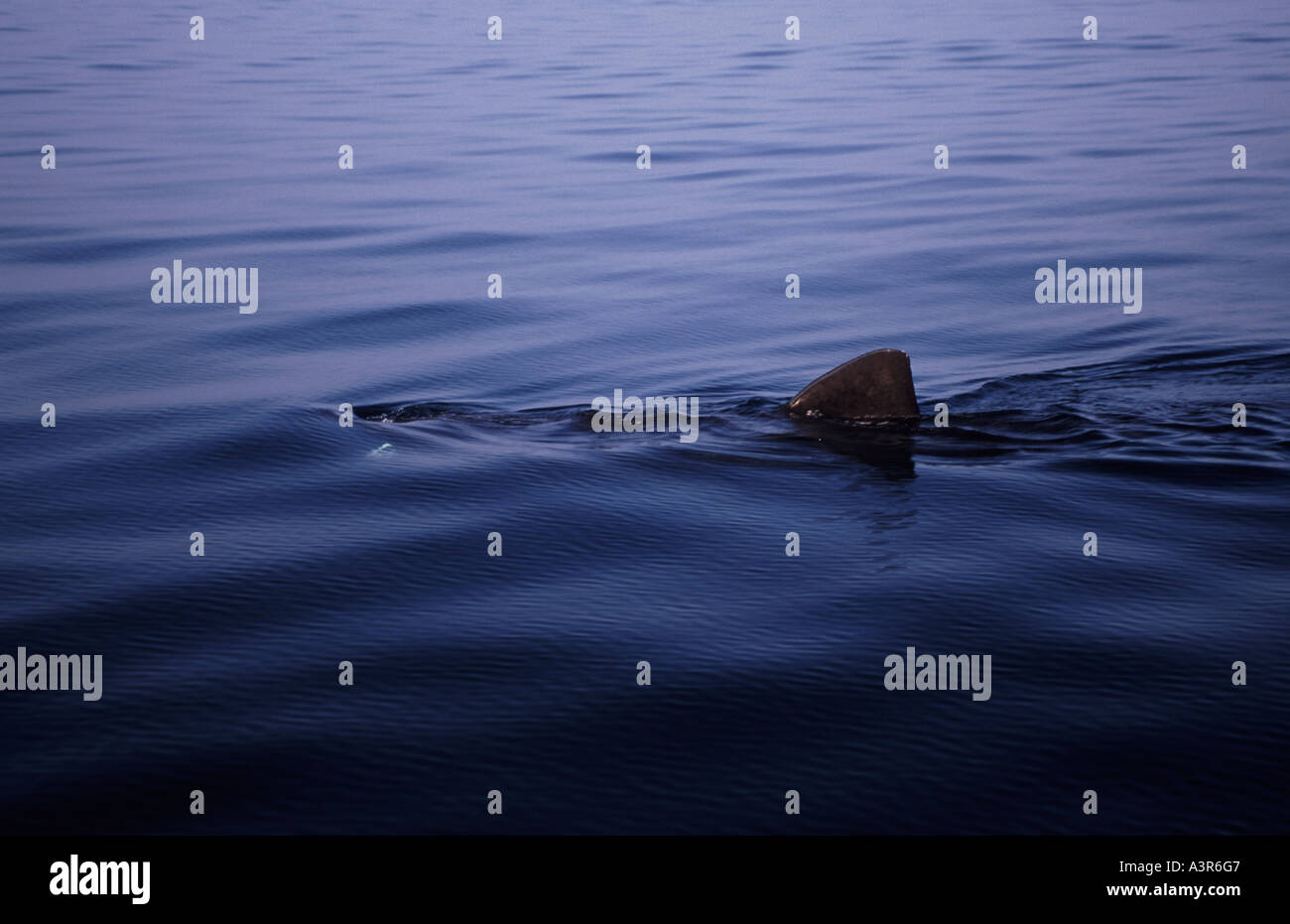 Basking shark fin on the sea surface Cetorhinus maximus Stock Photo - Alamy