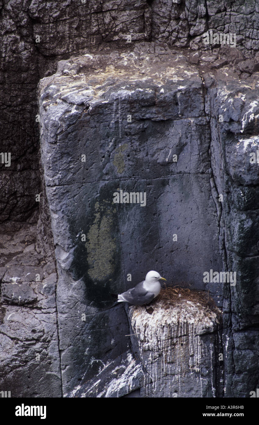 Kittiwake Rissa tridactyla nesting on basalt column Stock Photo - Alamy