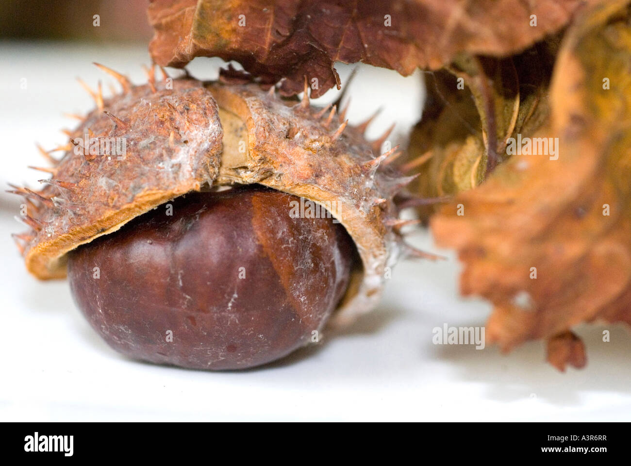 Conkers and shell Stock Photo - Alamy
