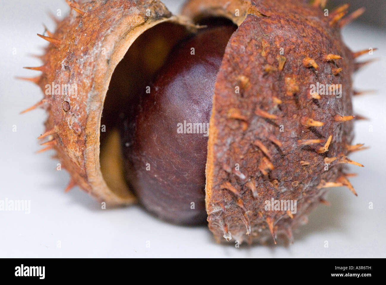 Conkers and shell Stock Photo - Alamy