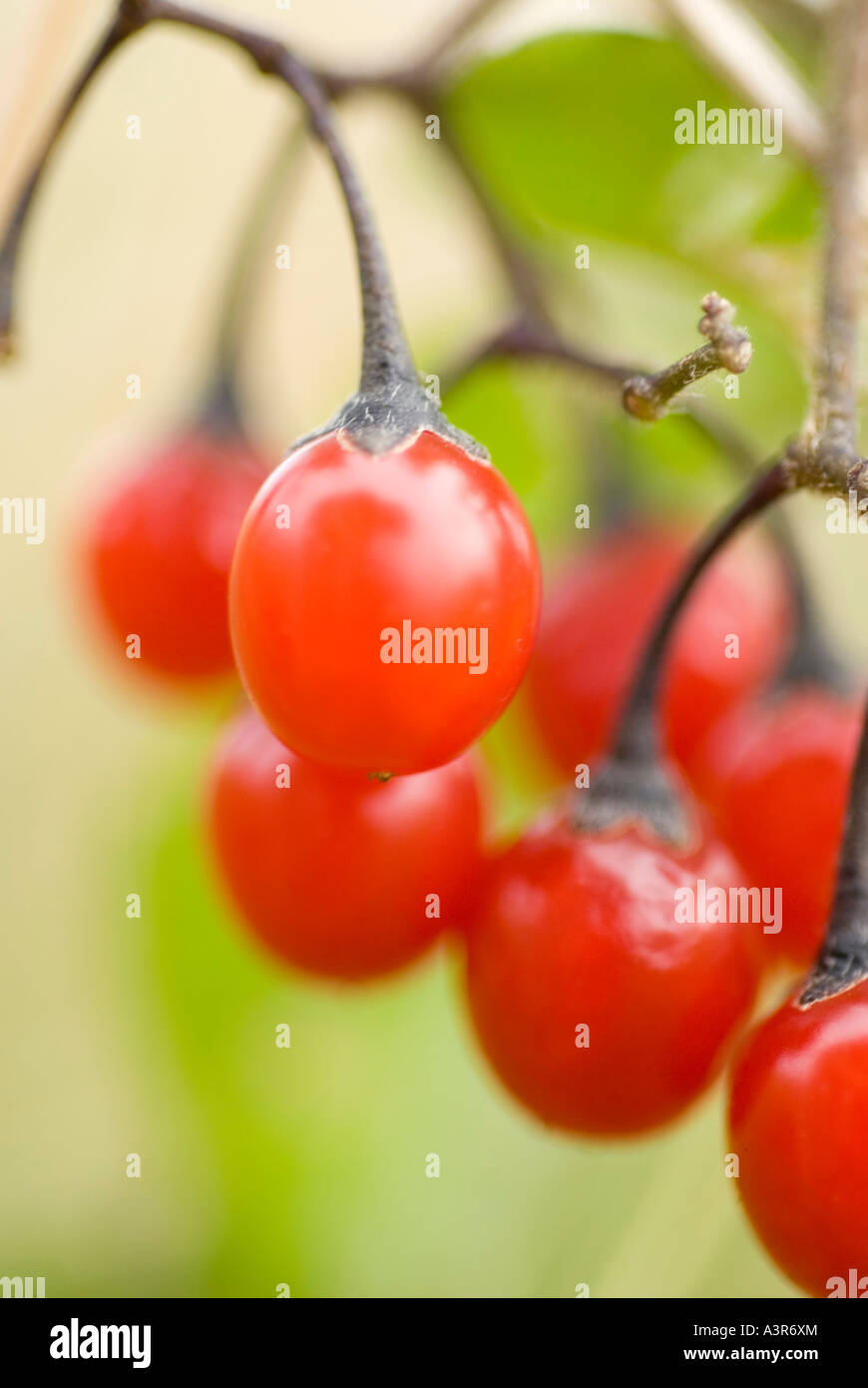 Deadly night shade Bittersweet Solanum dulcamara berries Stock Photo ...