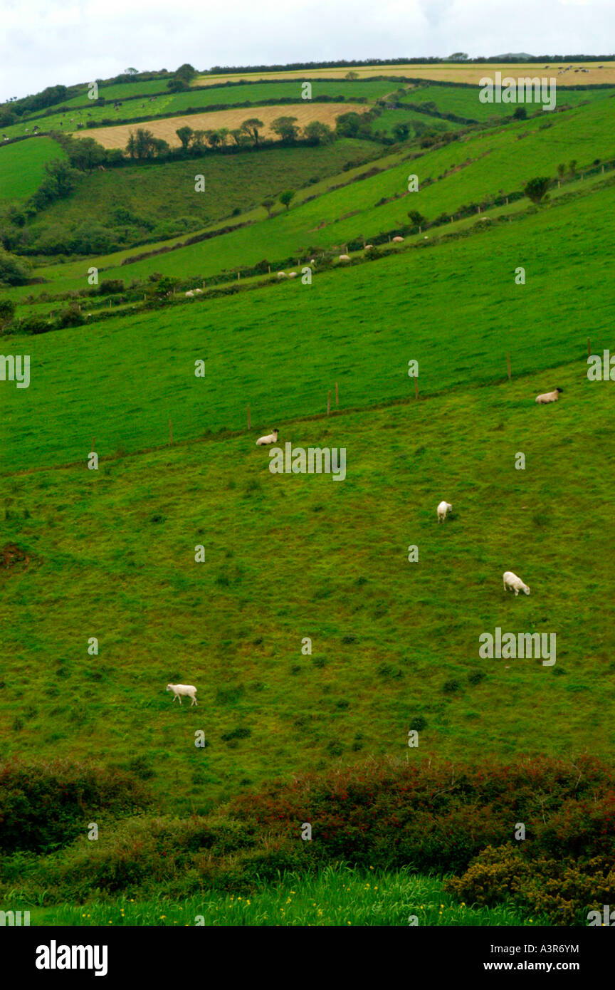 Countryside Dingle peninsula Ireland County Kerry Sheep grazing on the ...