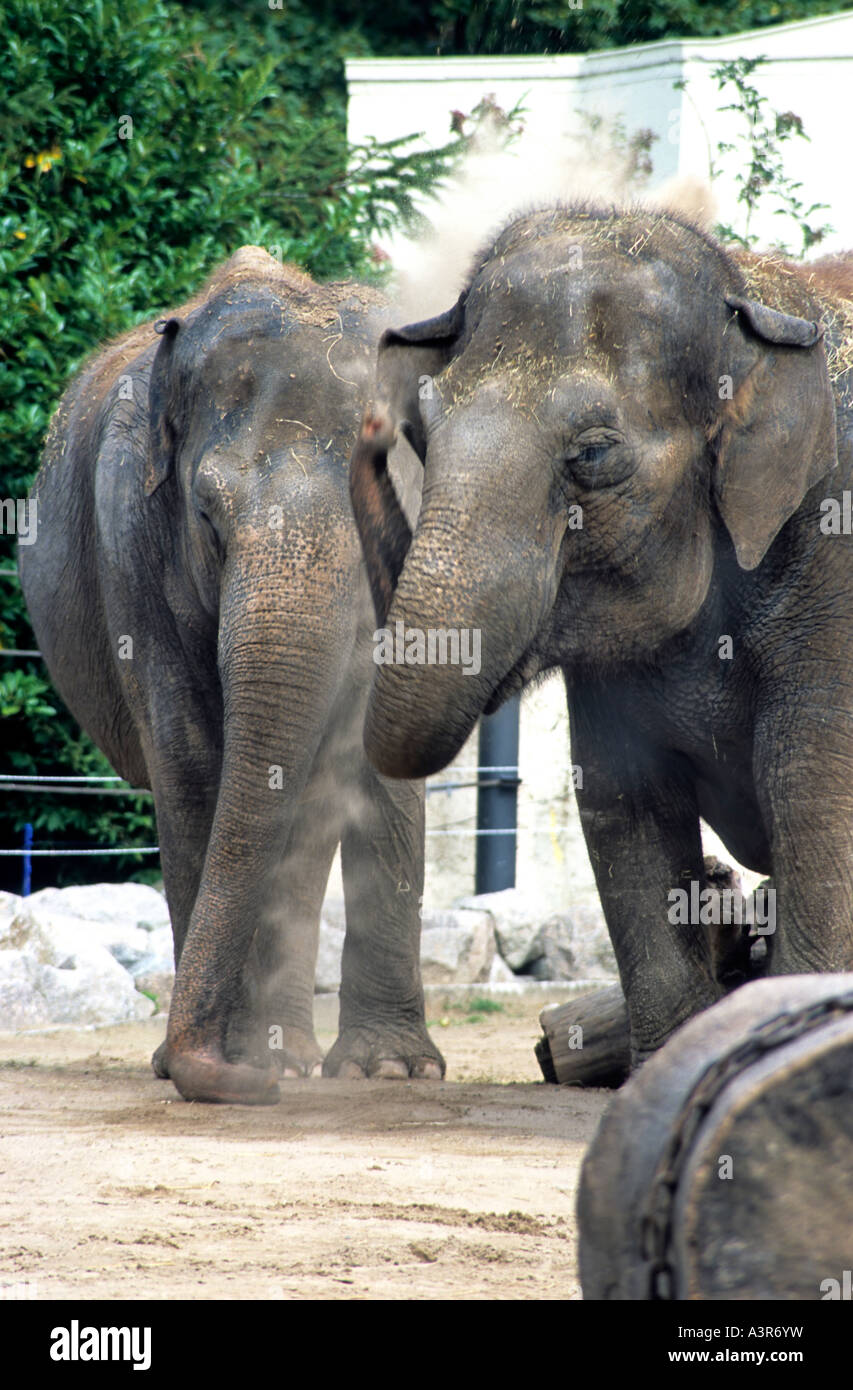 Elephant trunks entwined hi-res stock photography and images - Alamy