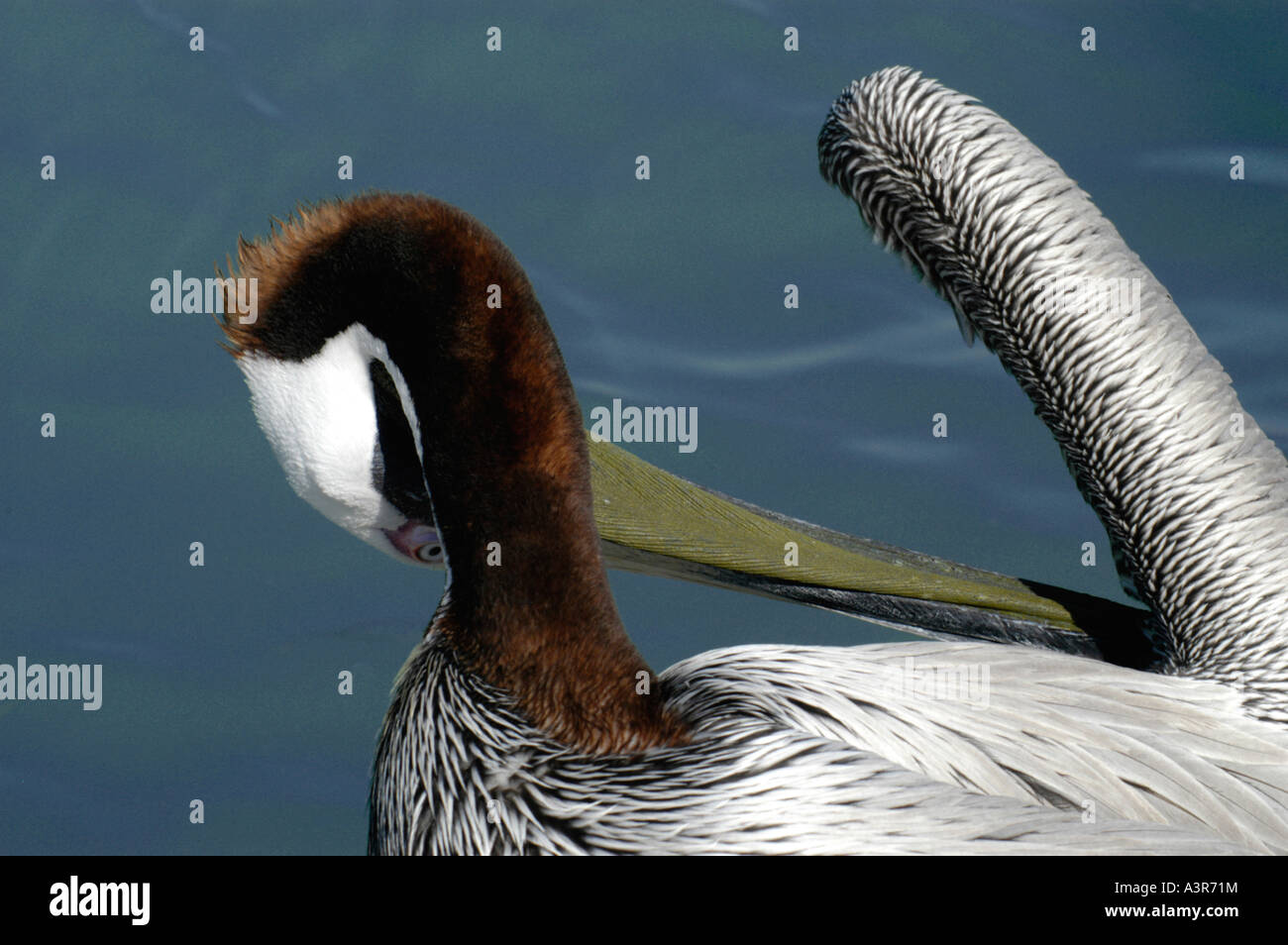 Brown pelican Pelecanus occidentalis preening its feathers Stock Photo ...