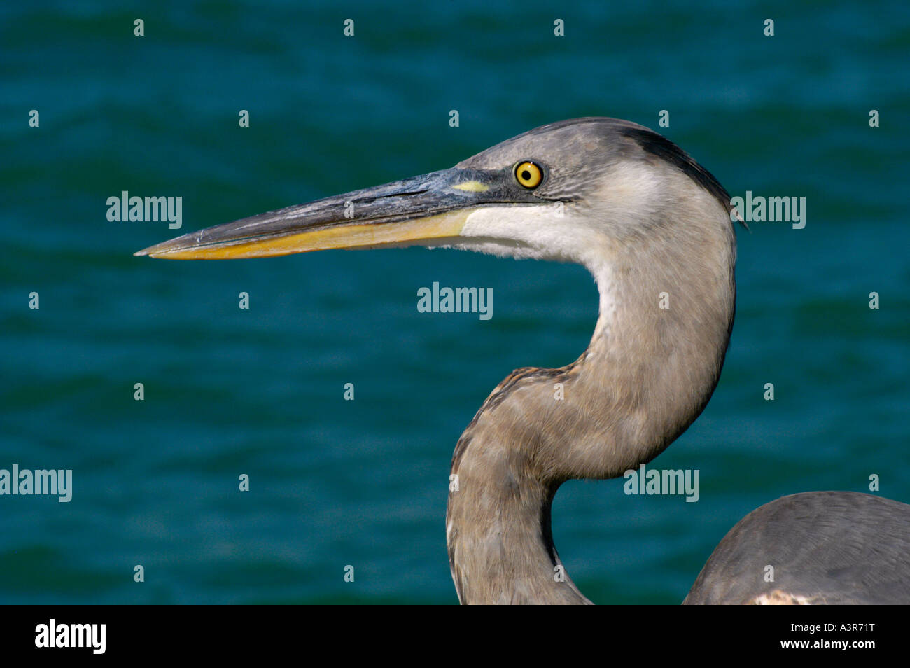 Great blue heron Ardea herodias Stock Photo - Alamy