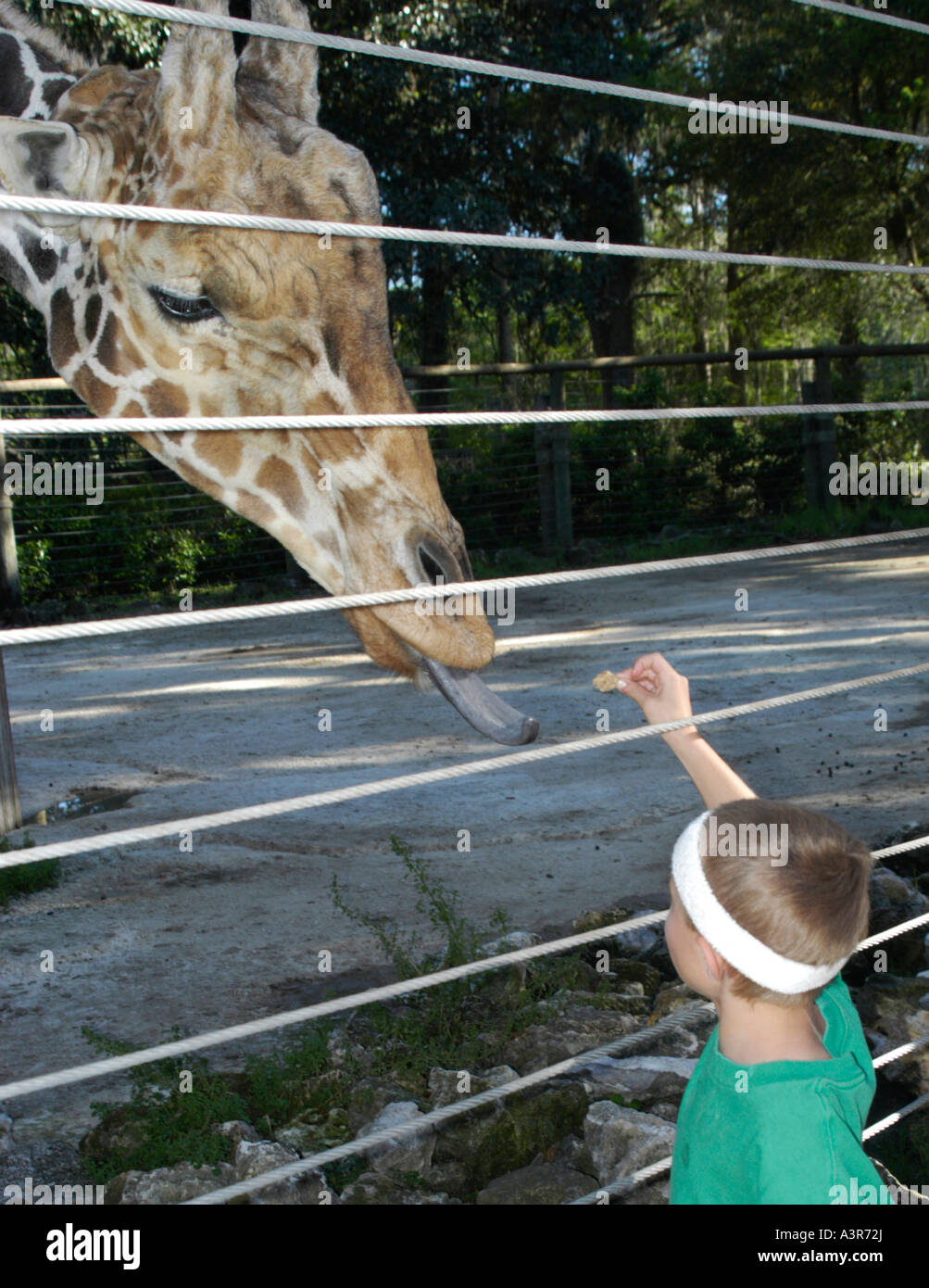 Boy feeding a giraffe hi-res stock photography and images - Alamy
