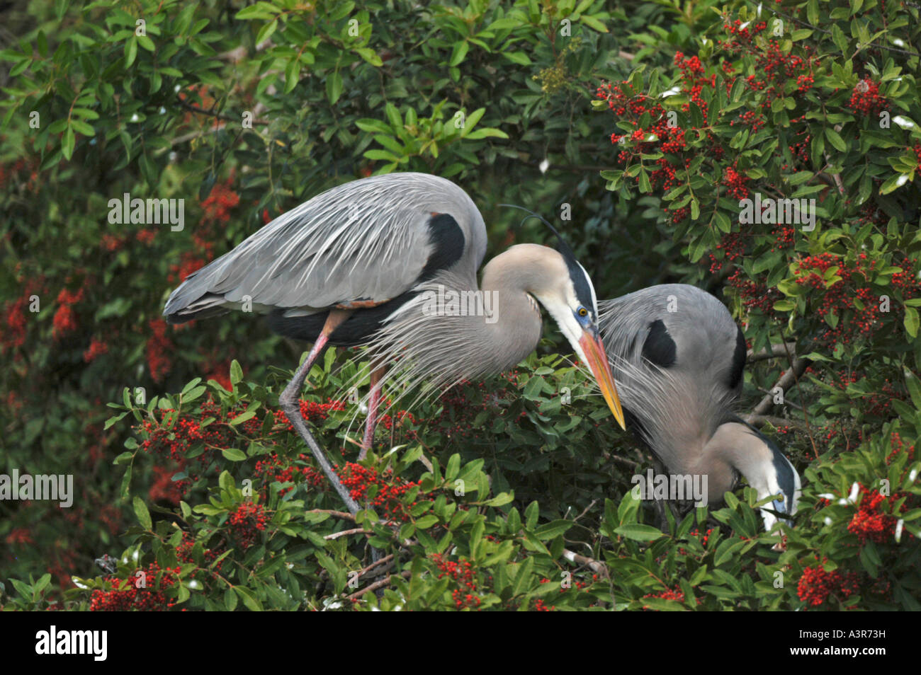 A pair of great blue herons at the nest in the Venice rookery Stock ...