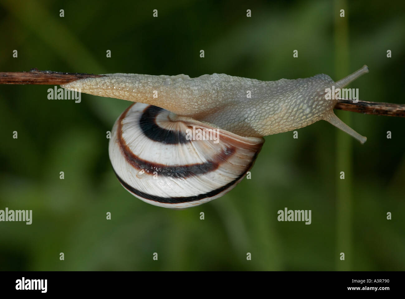 Raining snail hi-res stock photography and images - Alamy