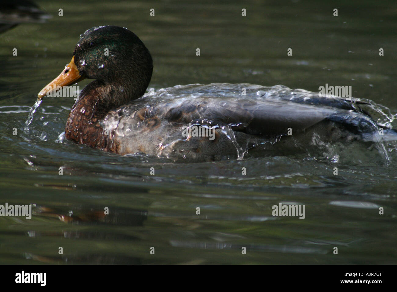 Duck in water pond cleaning Stock Photo - Alamy