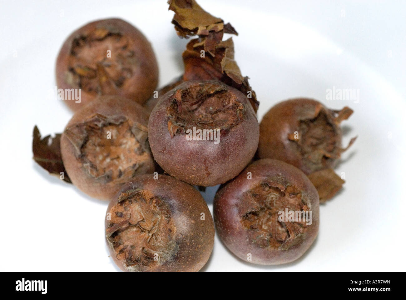 Medlar Fruit of the Mespilus germanica tree Stock Photo - Alamy