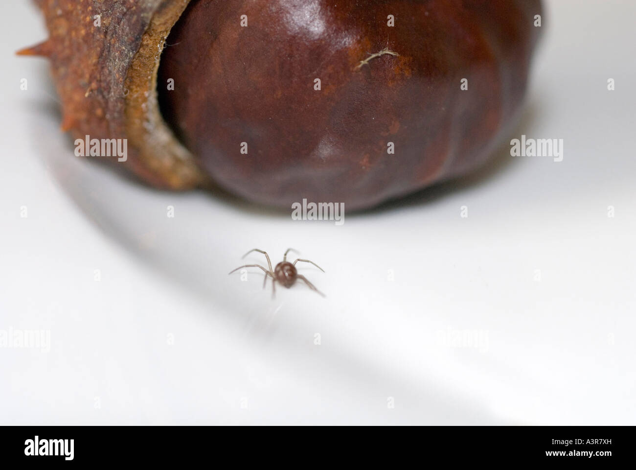 Conkers Shell Money spider Stock Photo - Alamy