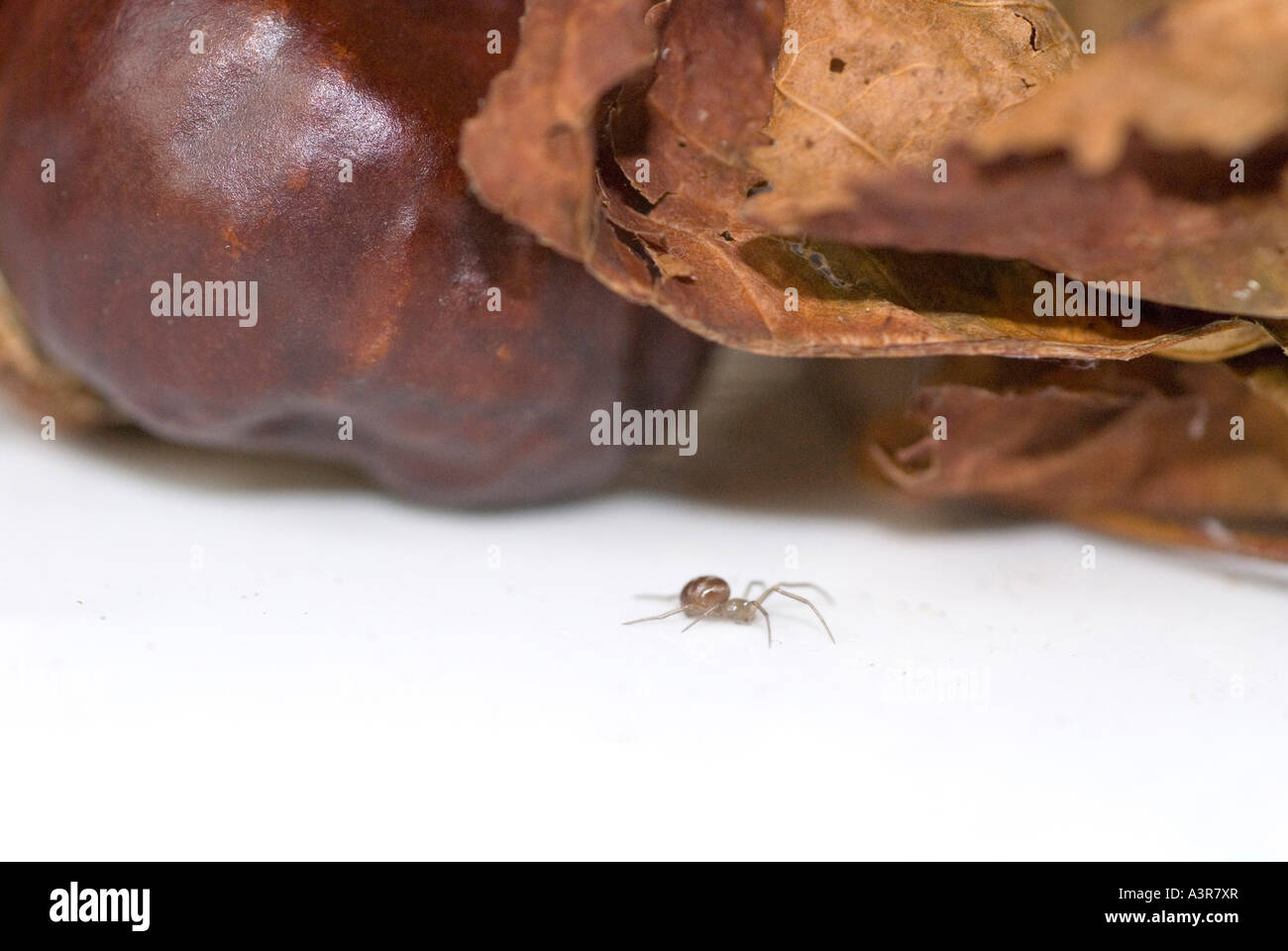 Conker Money spider Stock Photo - Alamy