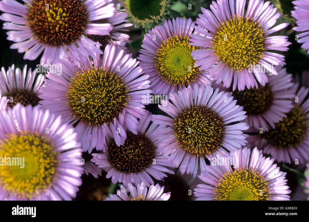 Seaside fleabane flowers Erigeron glaucus Pink daisy Growing on the ...